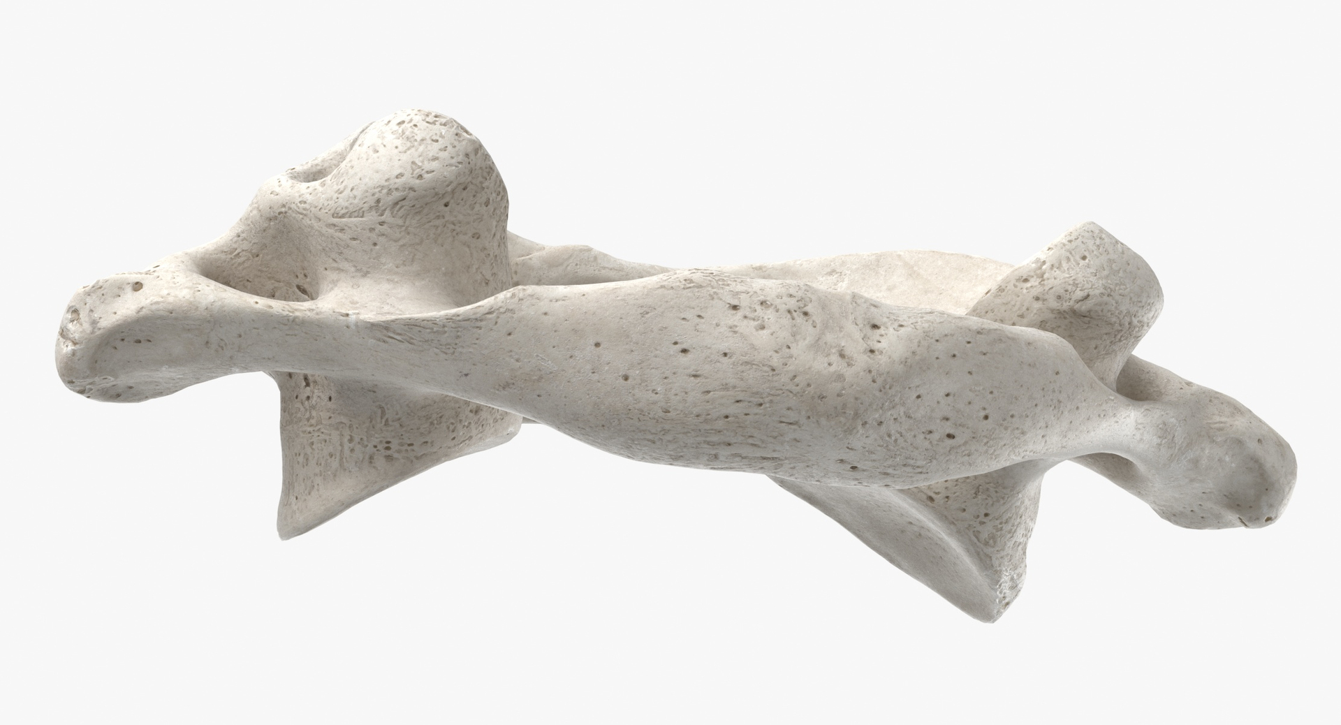 Human Spine Bones Collection White - 12 models model - TurboSquid 1760124