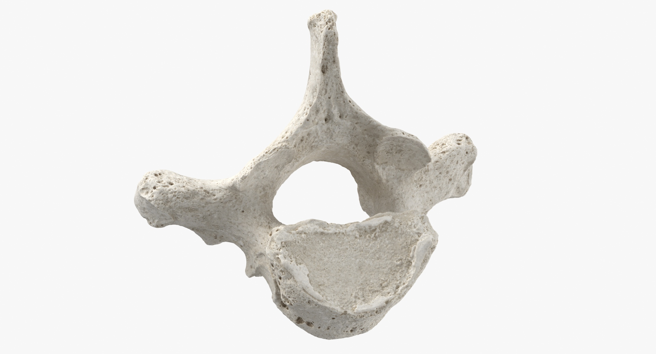 Human Spine Bones Collection White - 12 models model - TurboSquid 1760124