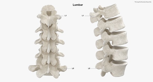 Human Spine Bones Collection White - 12 models model - TurboSquid 1760124