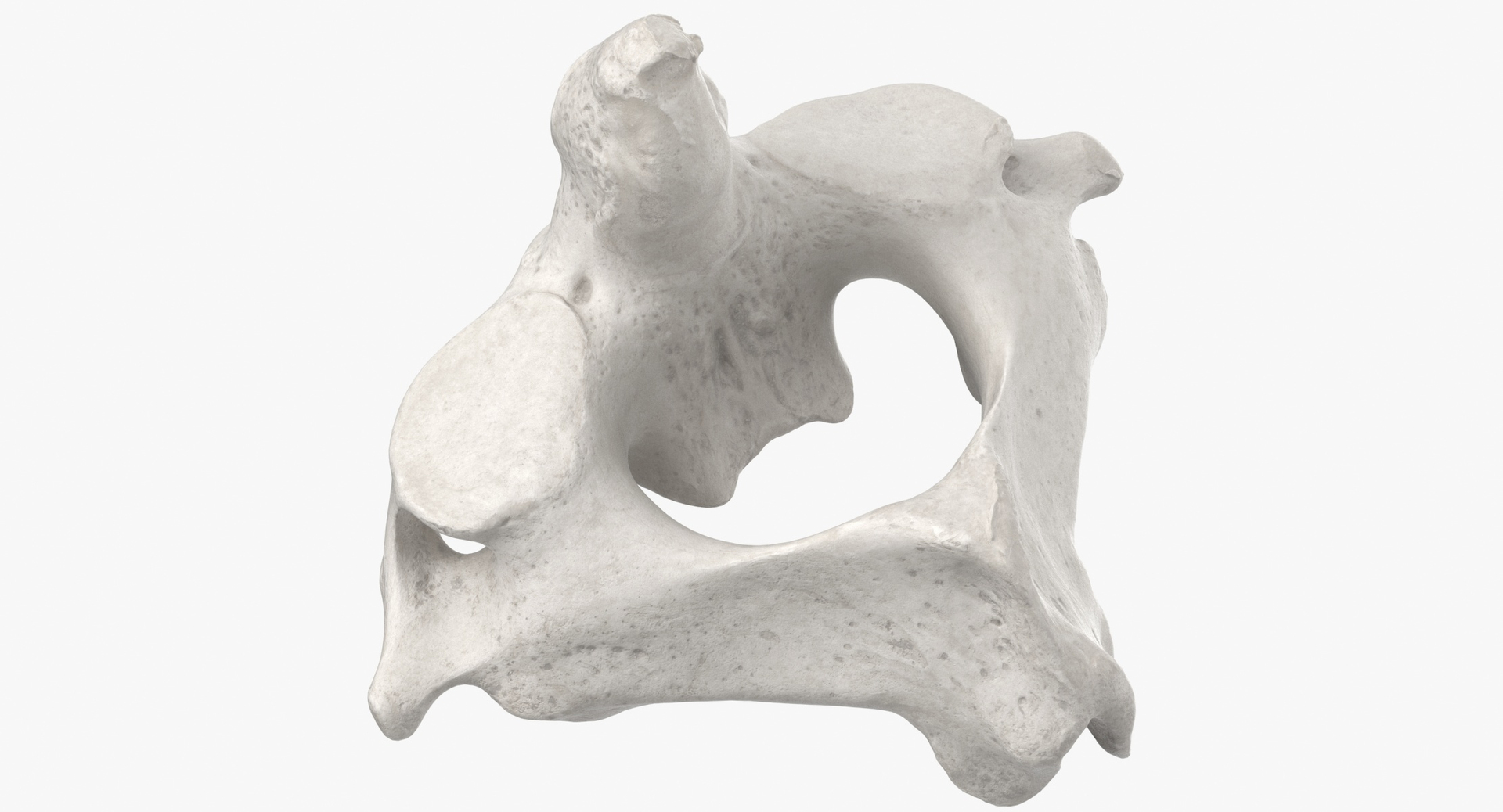 Human Spine Bones Collection White - 12 models model - TurboSquid 1760124