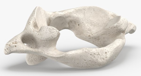 Human Spine Bones Collection White - 12 models model - TurboSquid 1760124