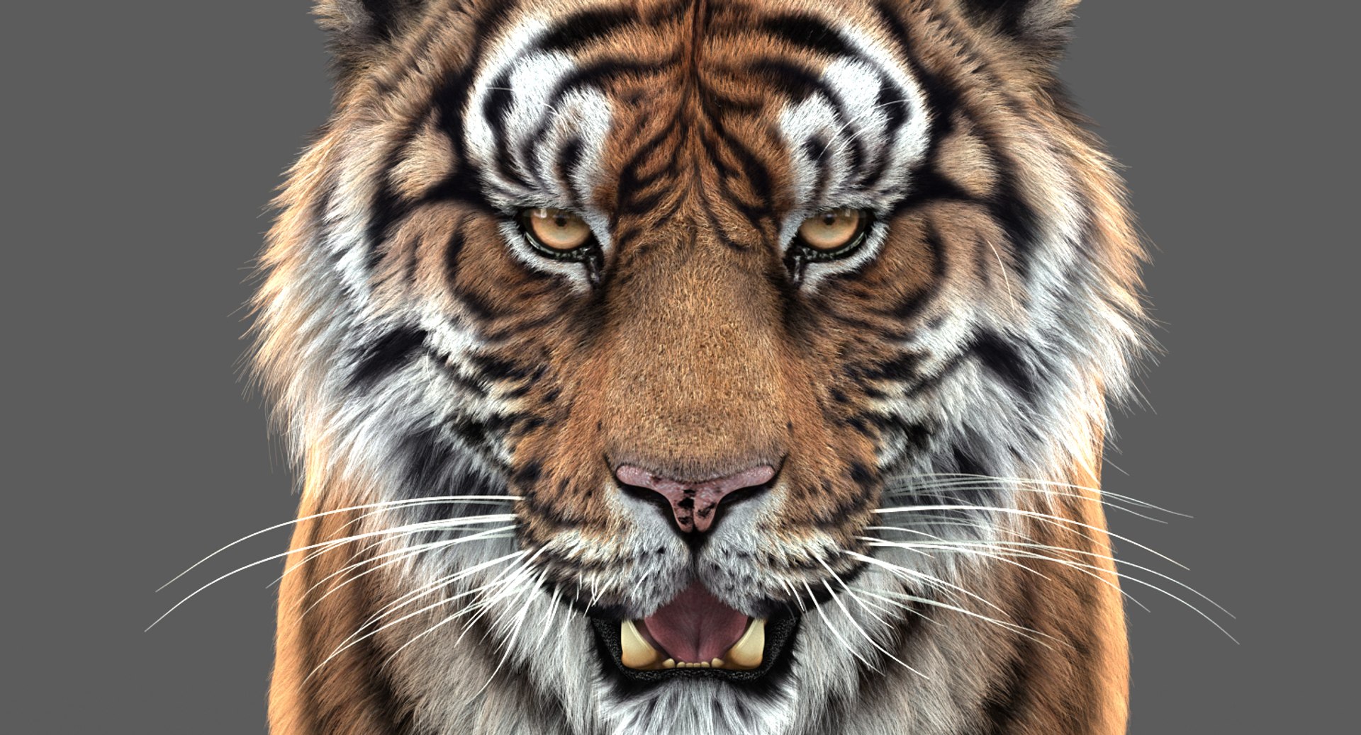 Tiger Rigged Fur Model - TurboSquid 1396777