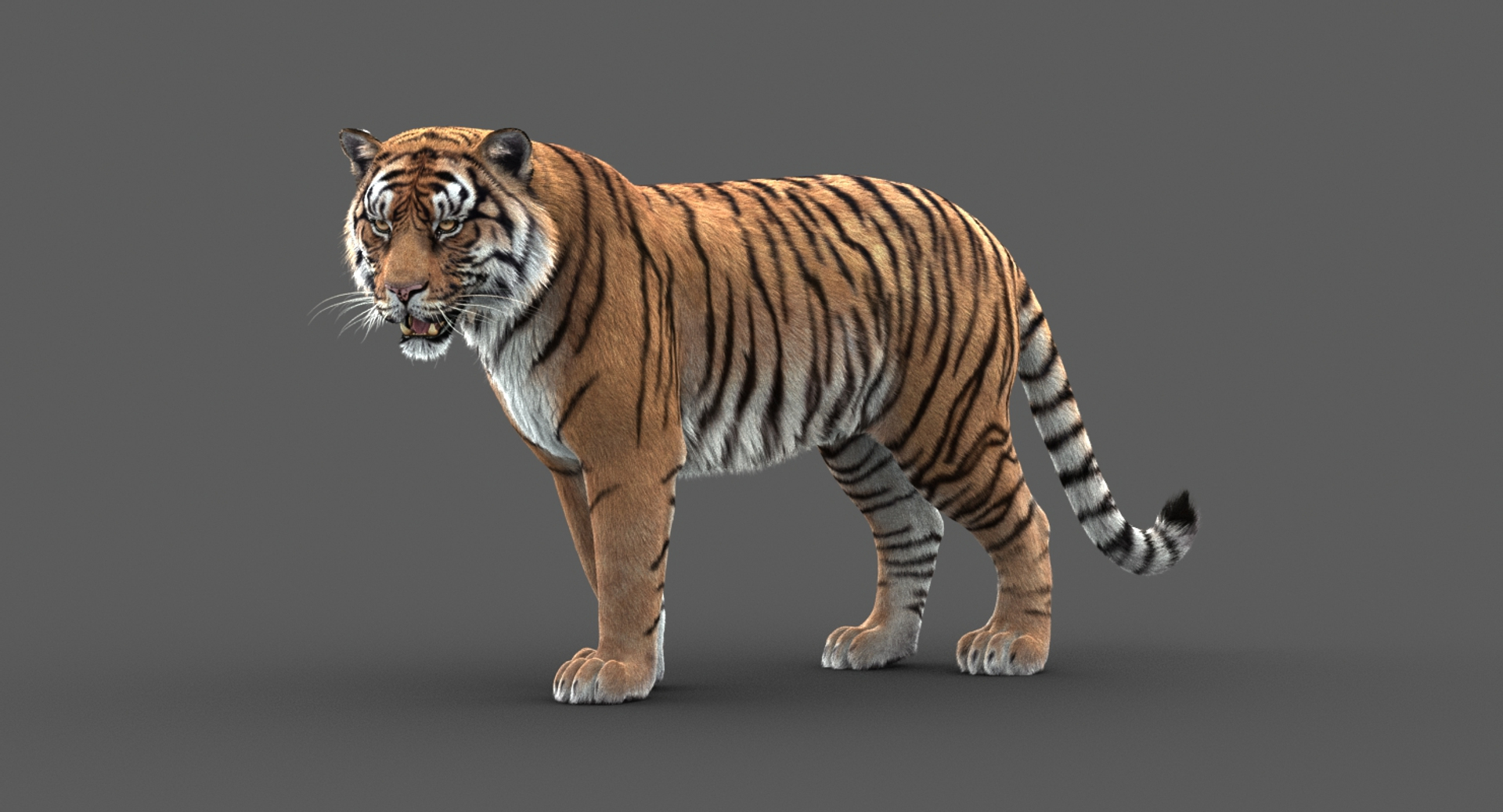 Tiger Rigged Fur Model - TurboSquid 1396777