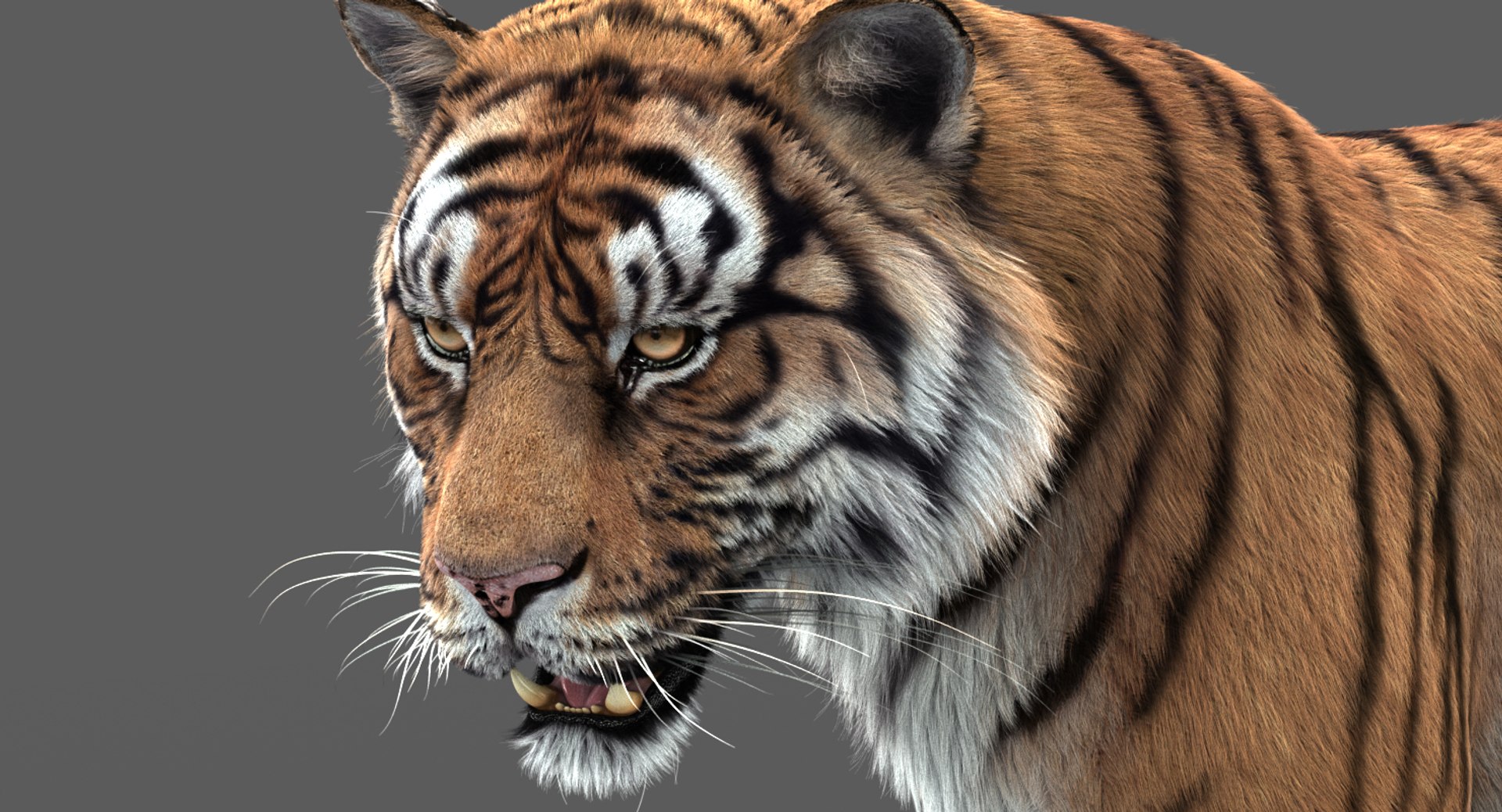Tiger Rigged Fur Model - TurboSquid 1396777