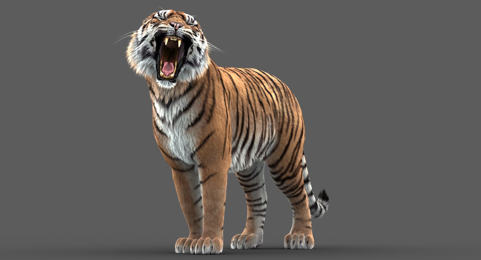 Tiger Rigged Fur Model - TurboSquid 1396777