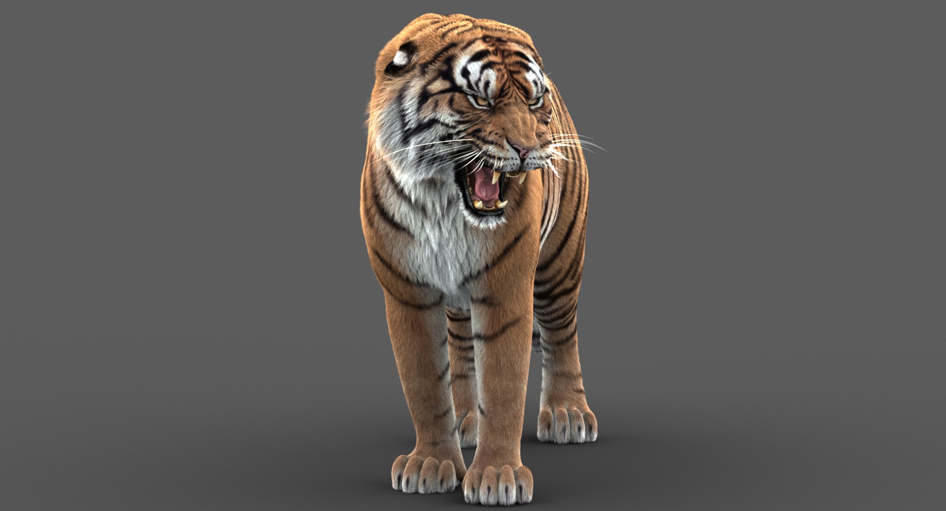 Tiger Rigged Fur Model - TurboSquid 1396777