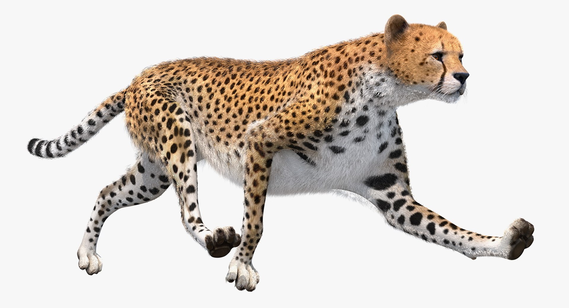 3D model big cheetah rigged fur - TurboSquid 1417836