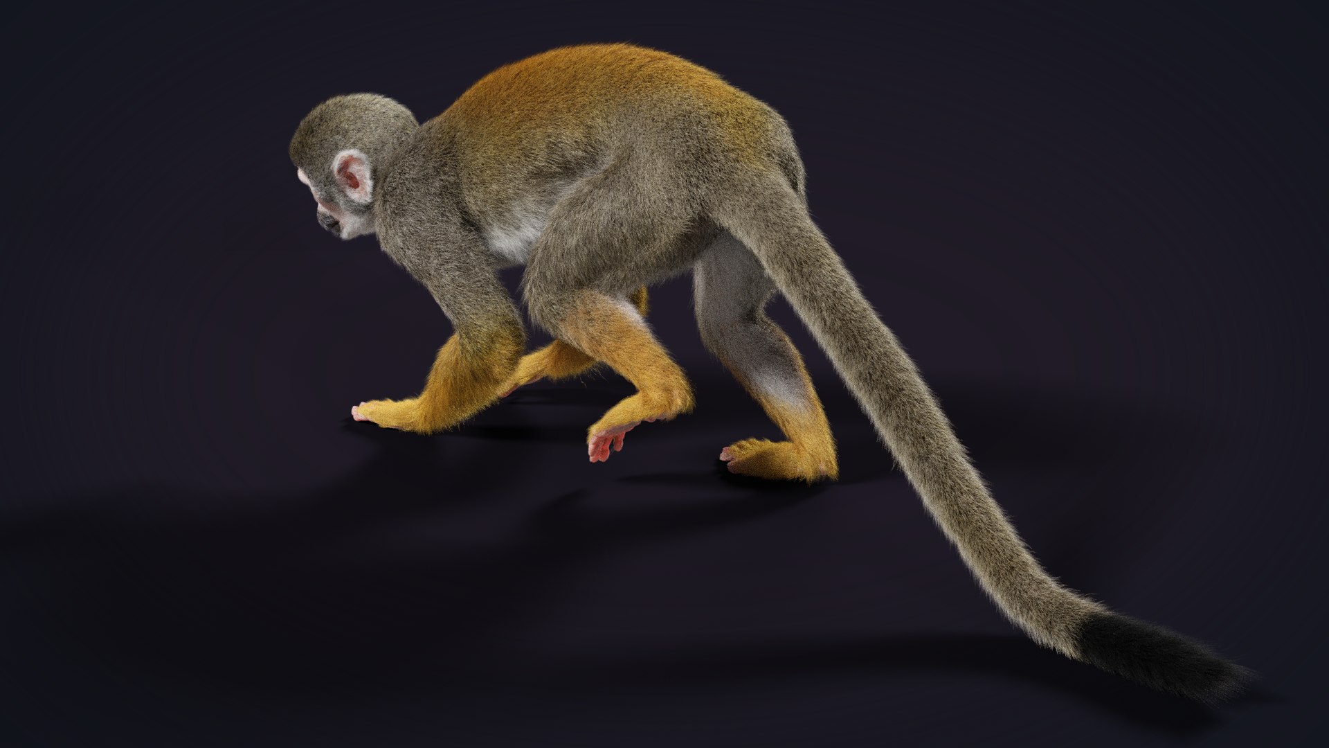Squirrel Monkey Animated Model - TurboSquid 2080954
