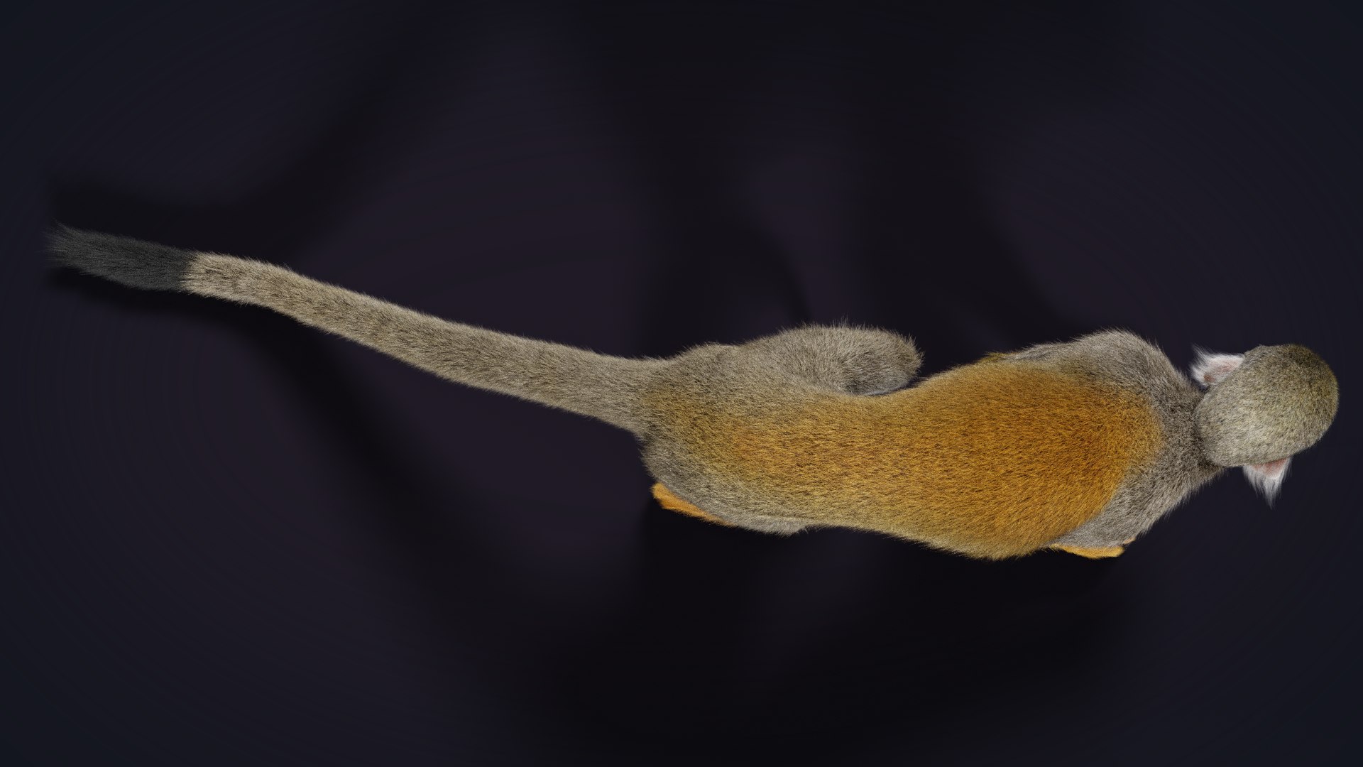 Squirrel Monkey Animated Model - TurboSquid 2080954