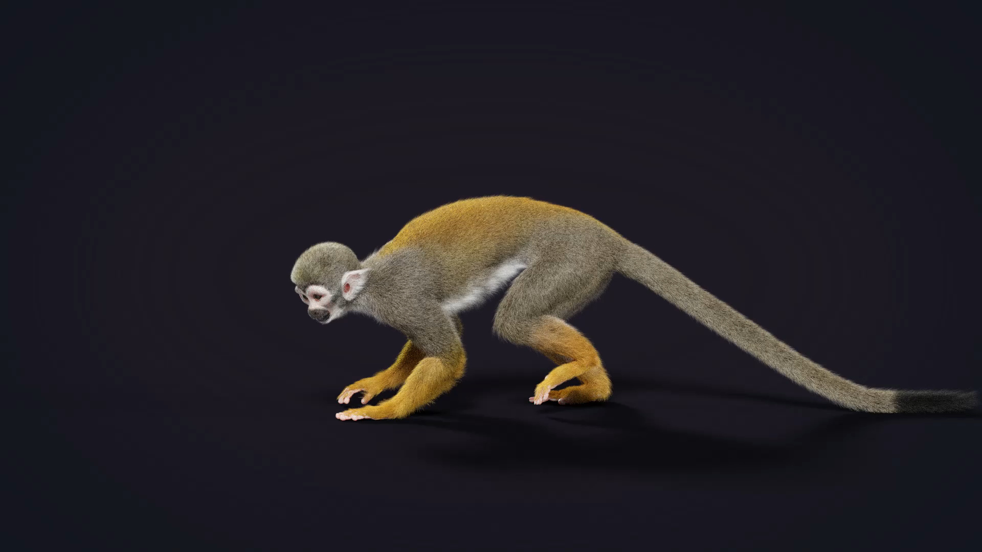 Squirrel Monkey Animated Model - TurboSquid 2080954