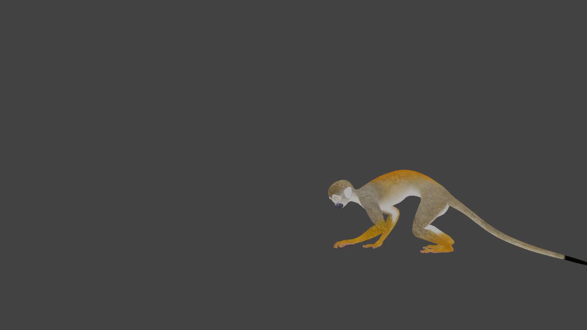 Squirrel Monkey Animated Model - TurboSquid 2080954