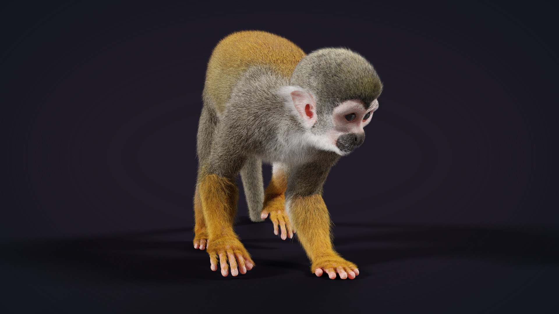 Squirrel Monkey Animated Model - TurboSquid 2080954
