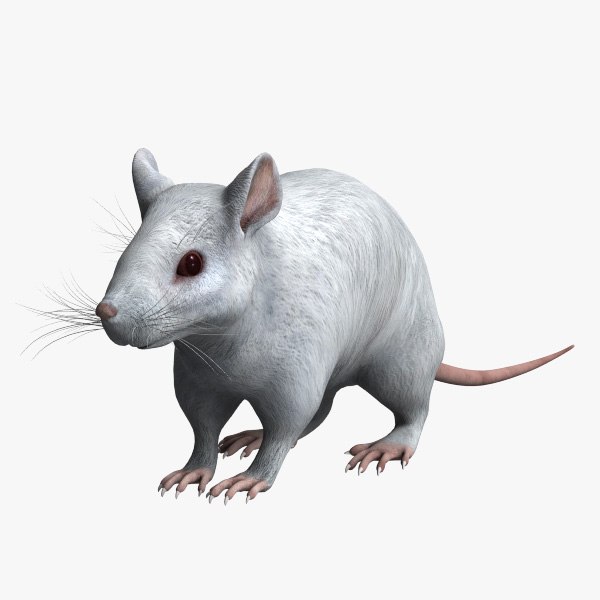 Mouse 3D Models for Download | TurboSquid