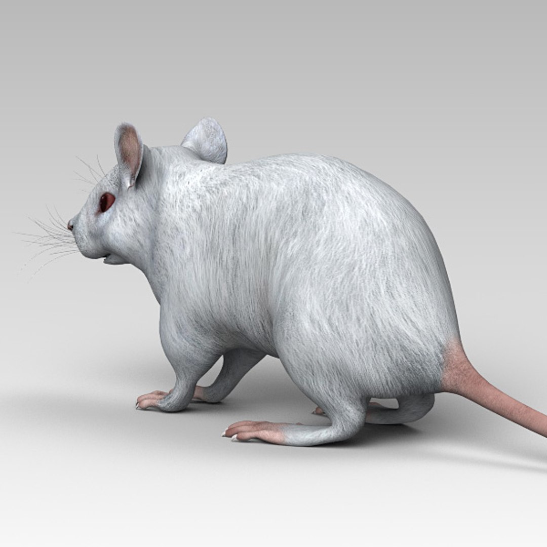 White Mouse Max