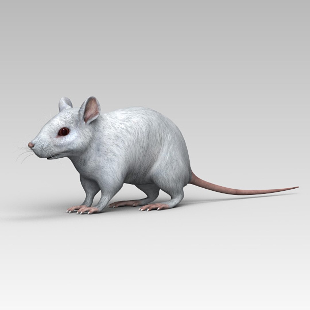White Mouse Max