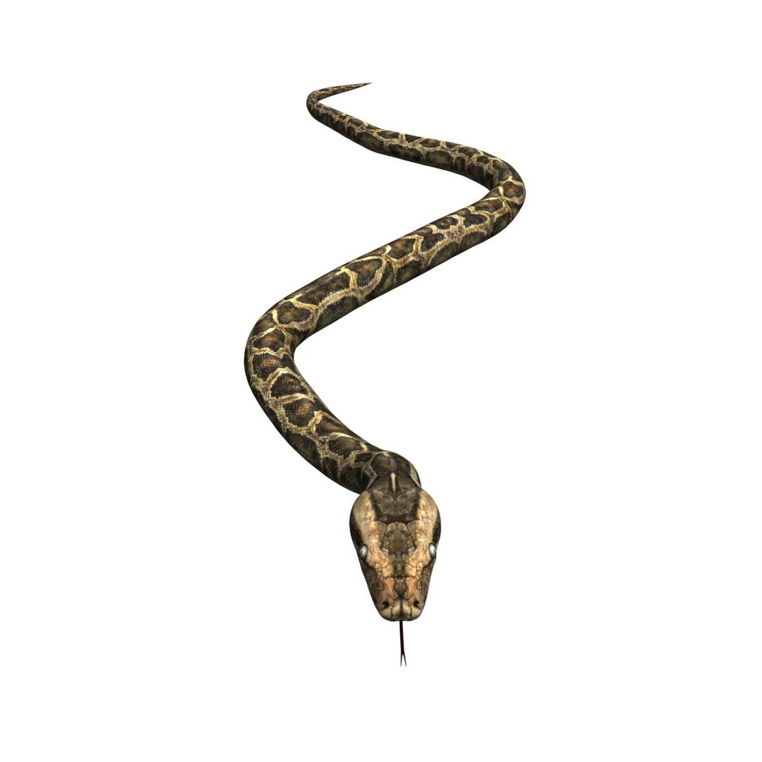 3ds max reptile snake python