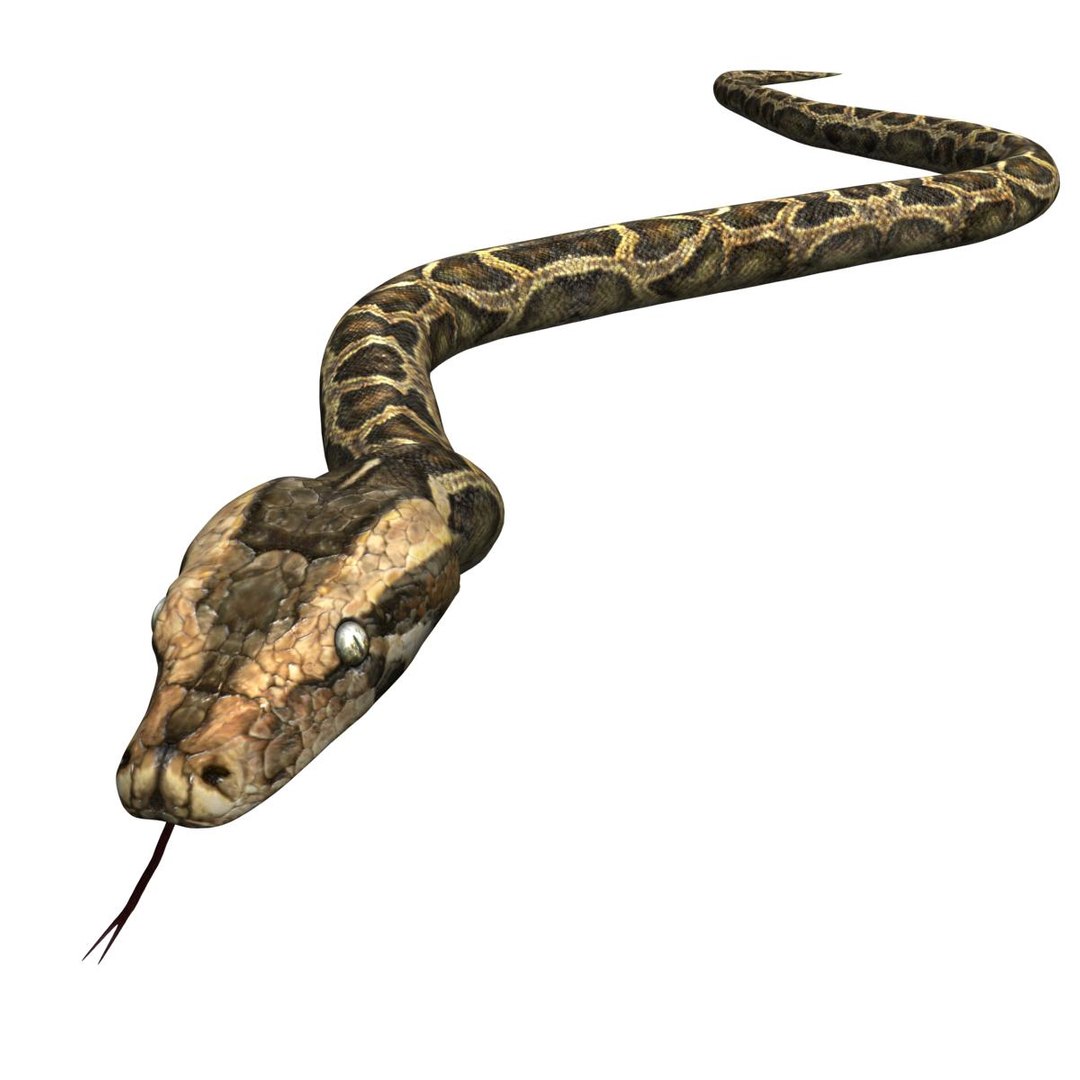 3ds max reptile snake python