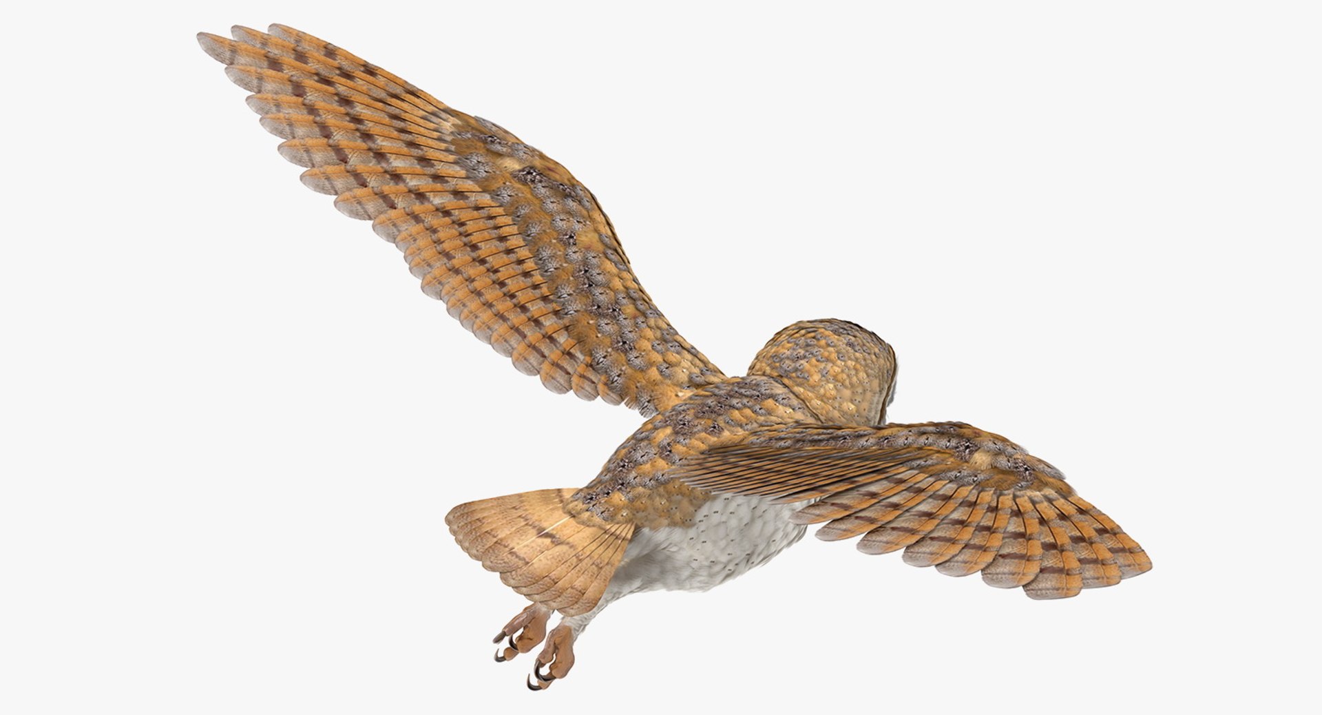 Barn owl flying bird 3D model - TurboSquid 1434136