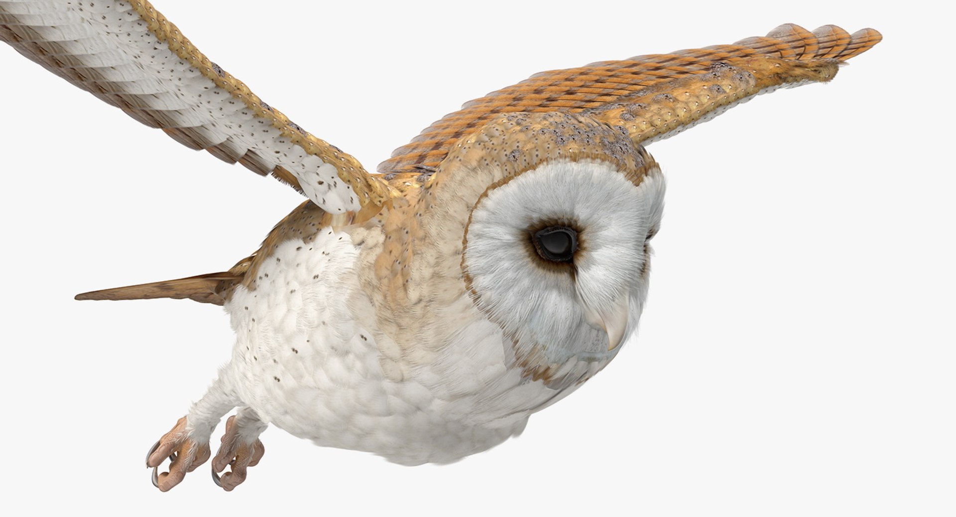 Barn Owl Flying Bird 3D Model - TurboSquid 1434136