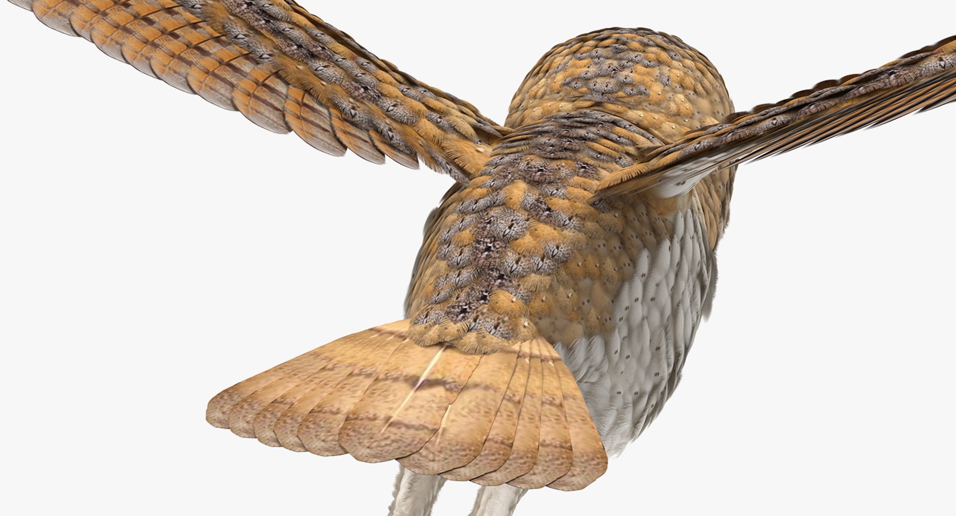 Barn Owl Flying Bird 3D Model - TurboSquid 1434136