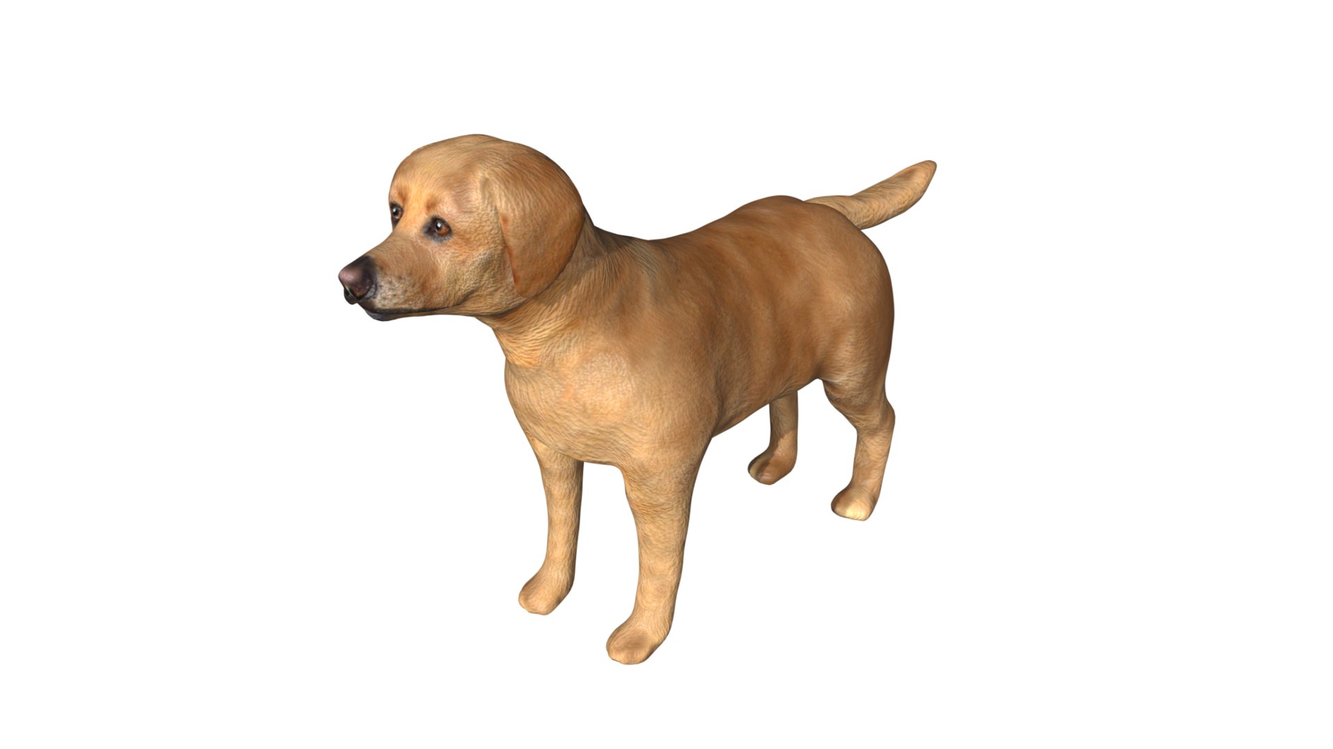 3D Fully Rigged Low Poly Labrador Dog - TurboSquid 1761190