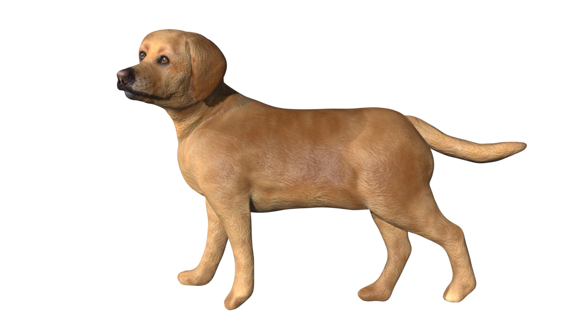 3D Fully Rigged Low Poly Labrador Dog - TurboSquid 1761190