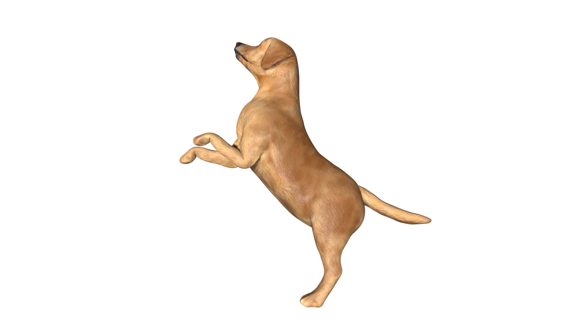 3D Fully Rigged Low Poly Labrador Dog - TurboSquid 1761190