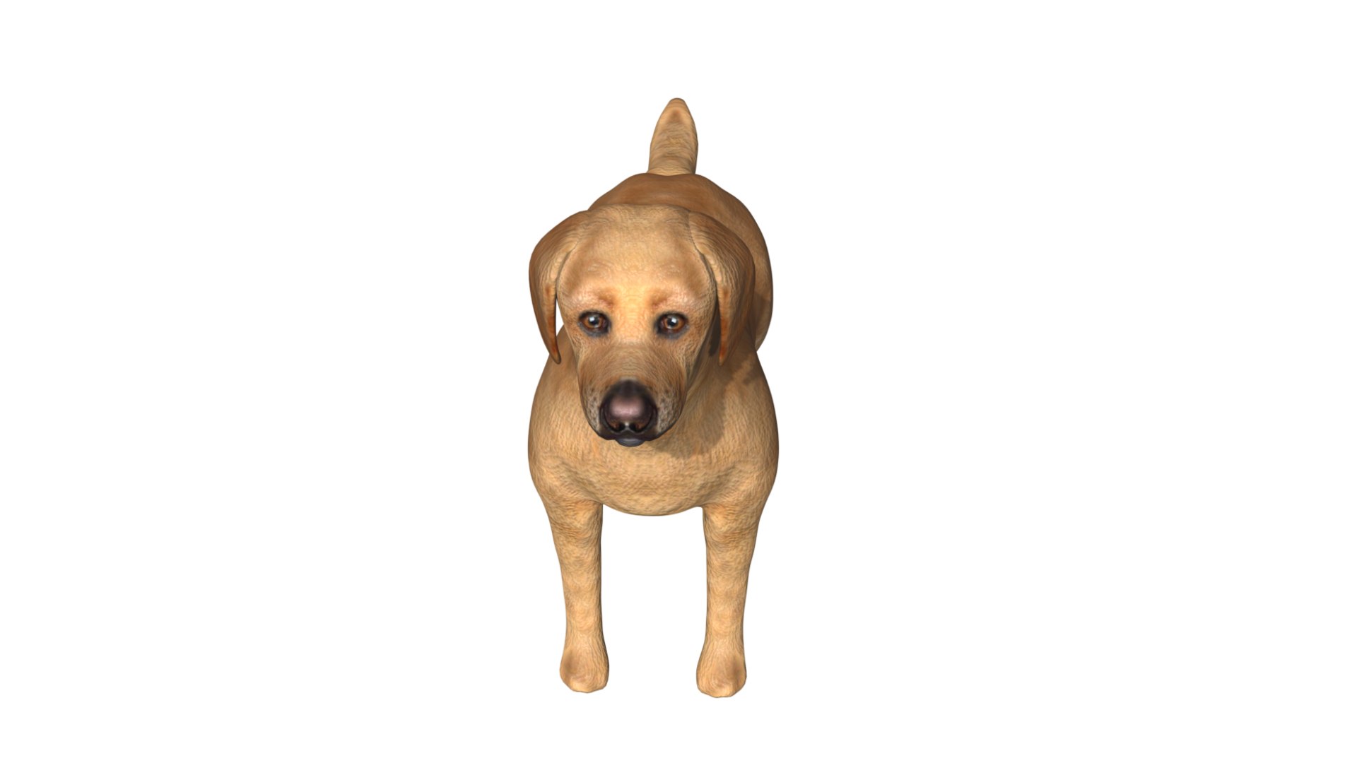 3D Fully Rigged Low Poly Labrador Dog - TurboSquid 1761190