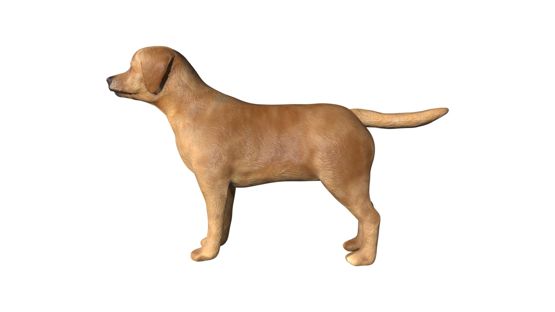 3D Fully Rigged Low Poly Labrador Dog - TurboSquid 1761190