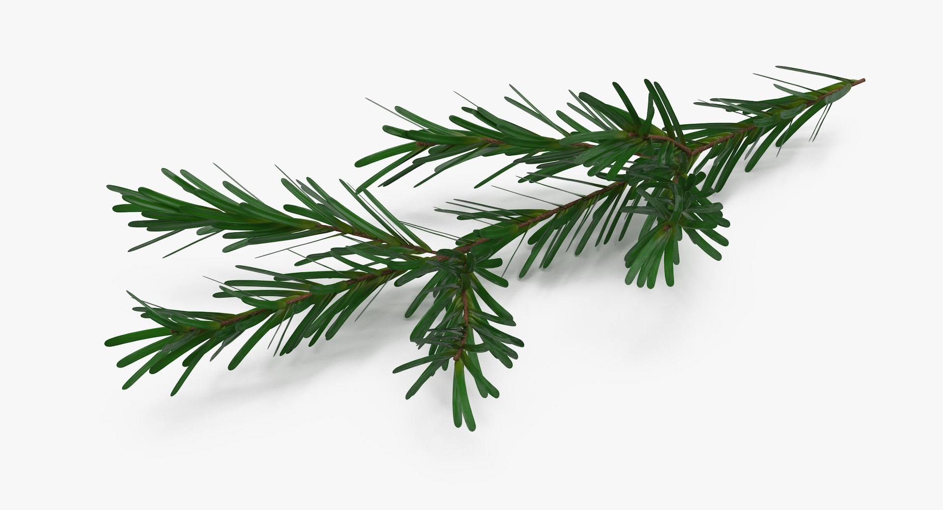 3d Pine Tree Sprig