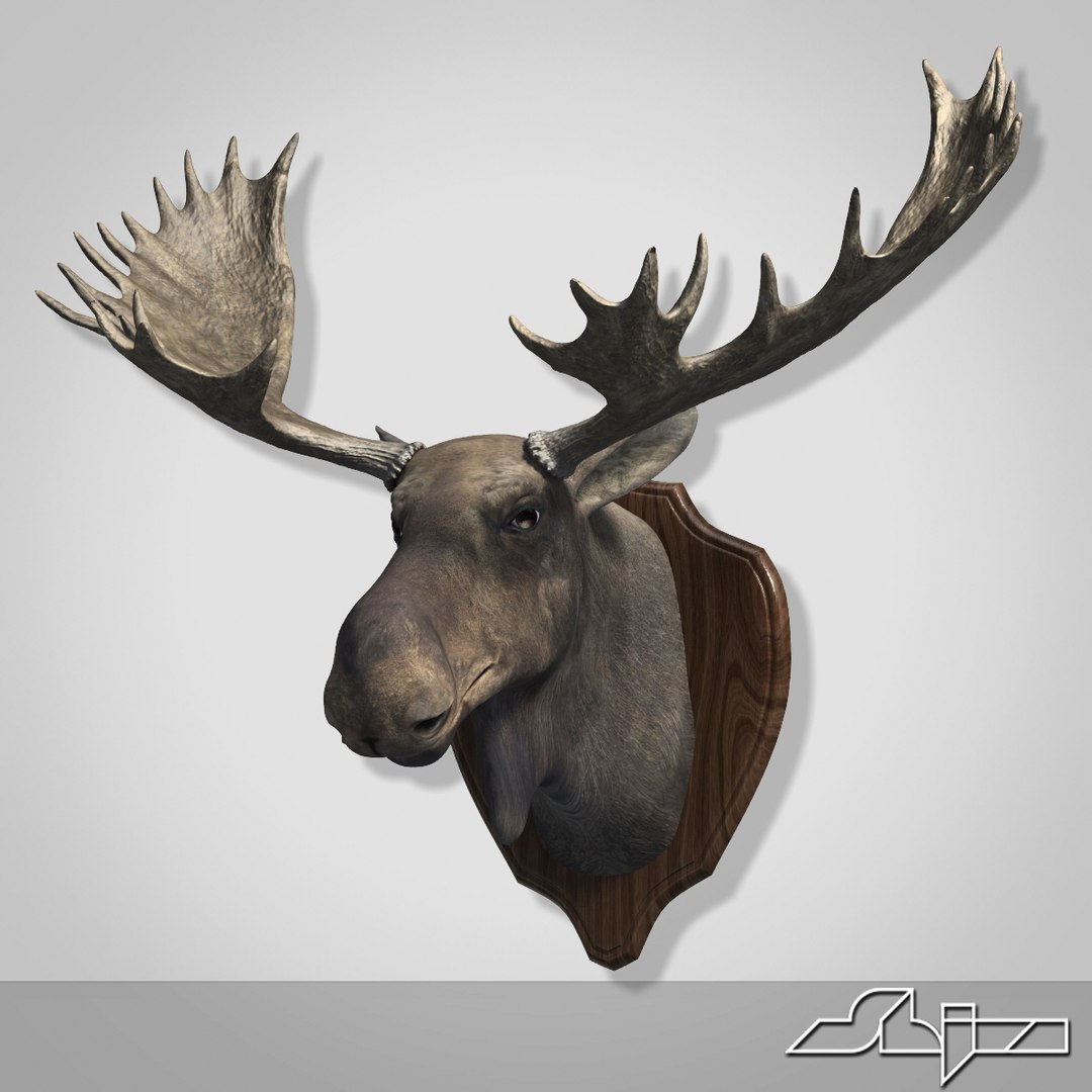 3d Moose Head