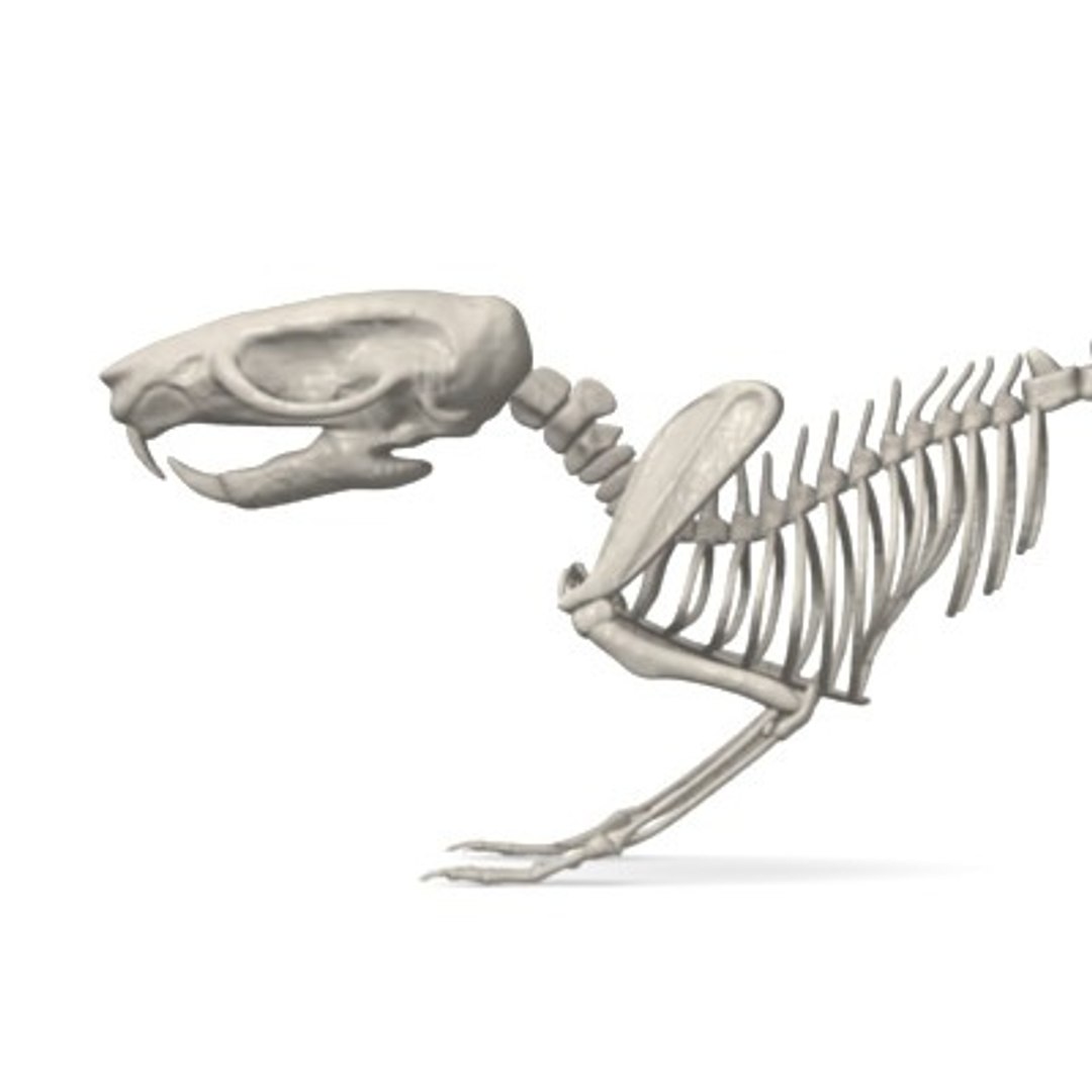 Mouse Skeleton 3d Obj
