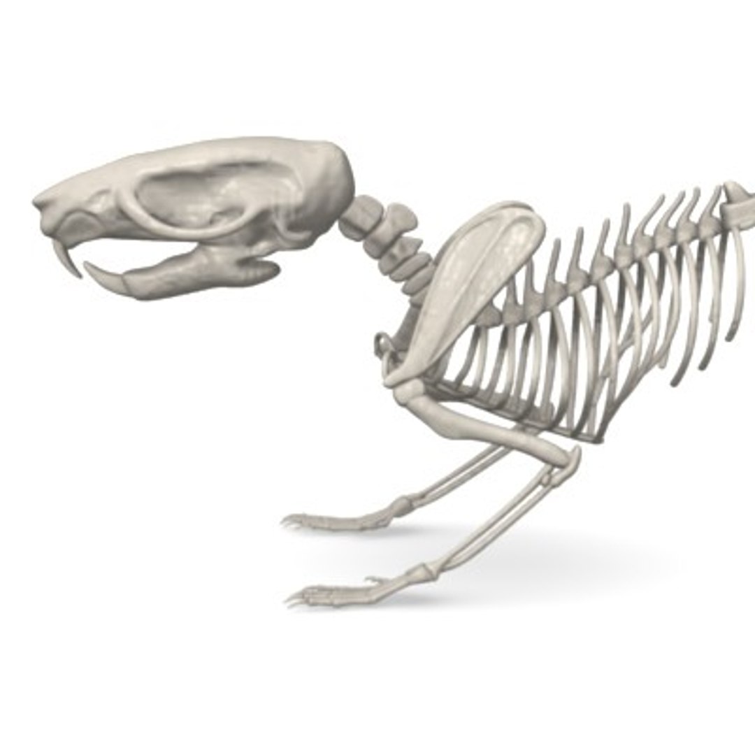 Mouse Skeleton 3d Obj