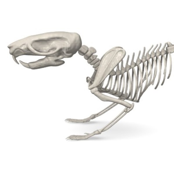 mouse skeleton 3d obj