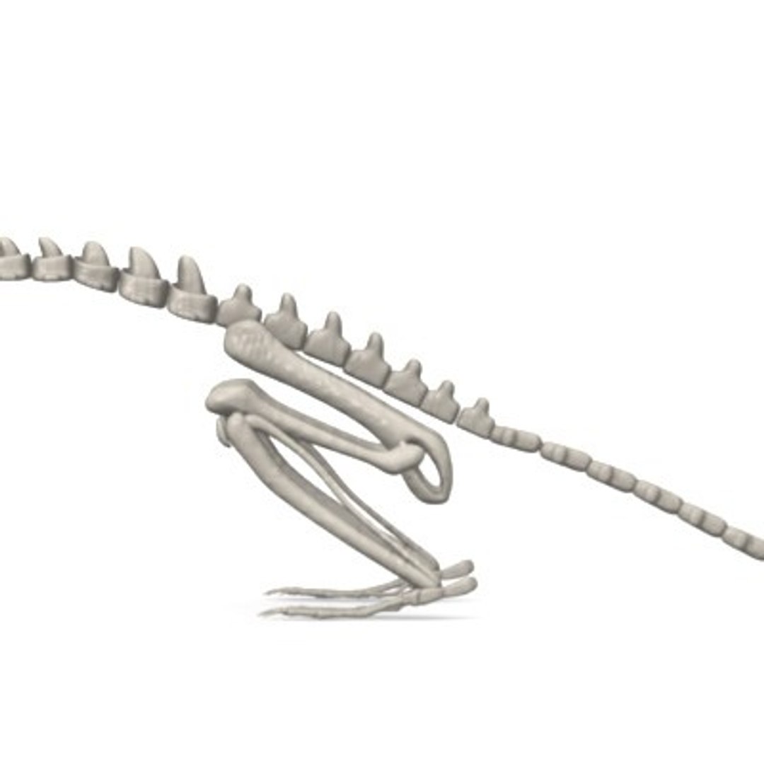 Mouse Skeleton 3d Obj