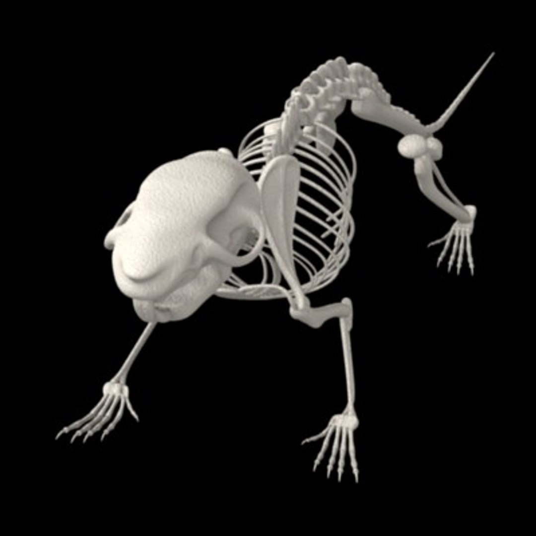 Mouse Skeleton 3d Obj