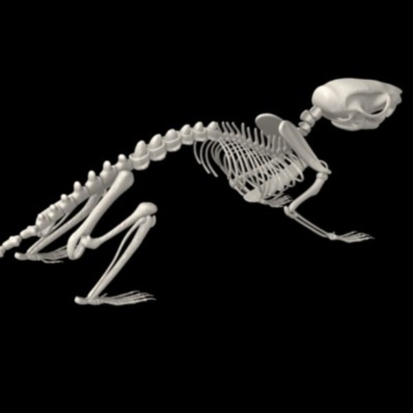 mouse skeleton 3d obj