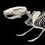 Mouse Skeleton 3d Obj