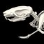 Mouse Skeleton 3d Obj