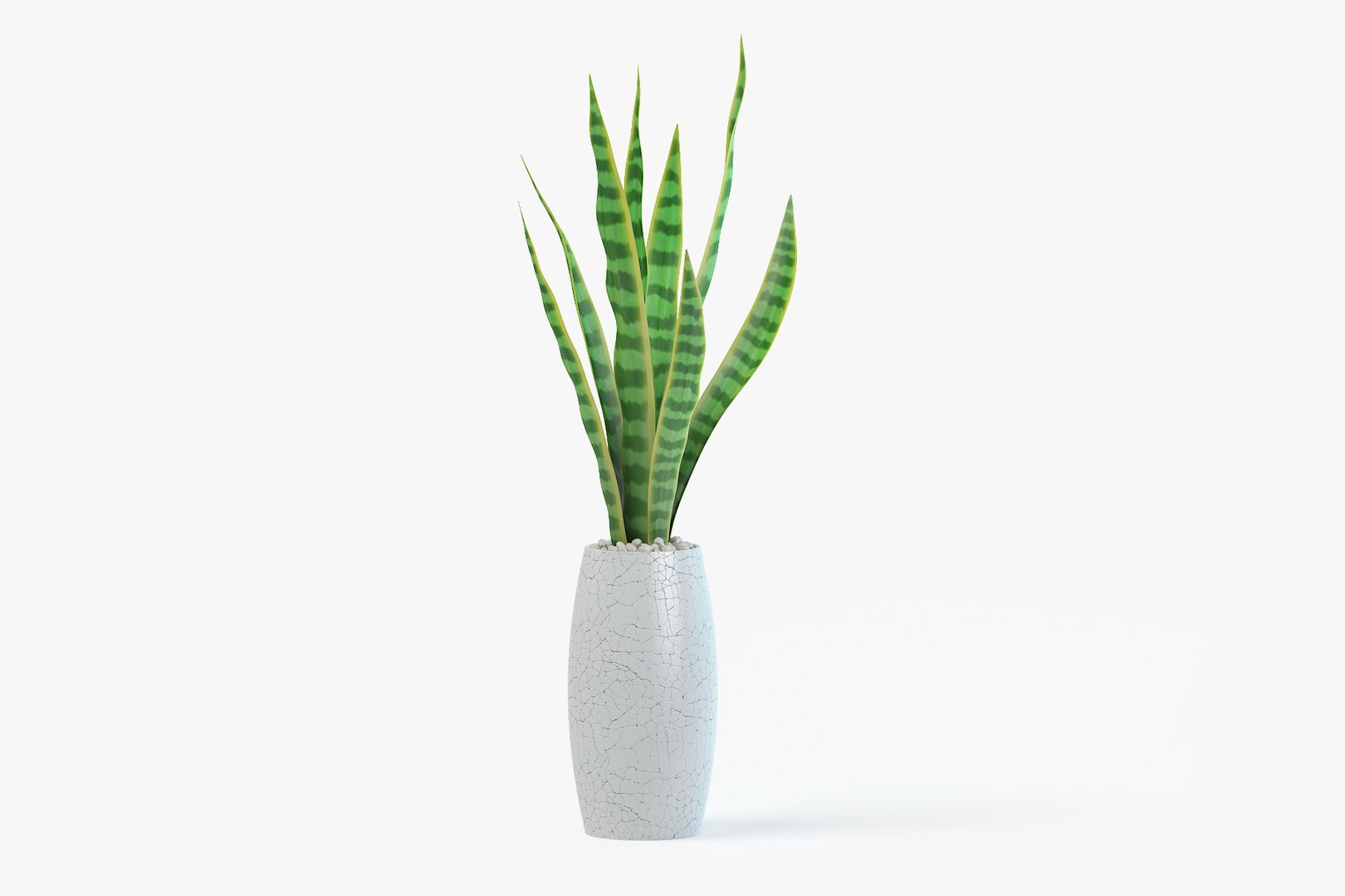Snake Plant Pot 3D Model - TurboSquid 1275595