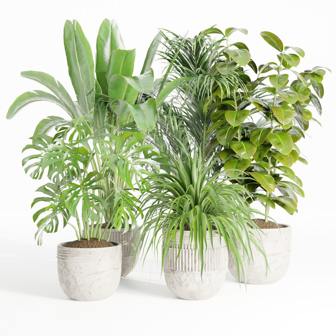 3D Indoor Plants Collection Vol 125-Blender Model - TurboSquid 2143368