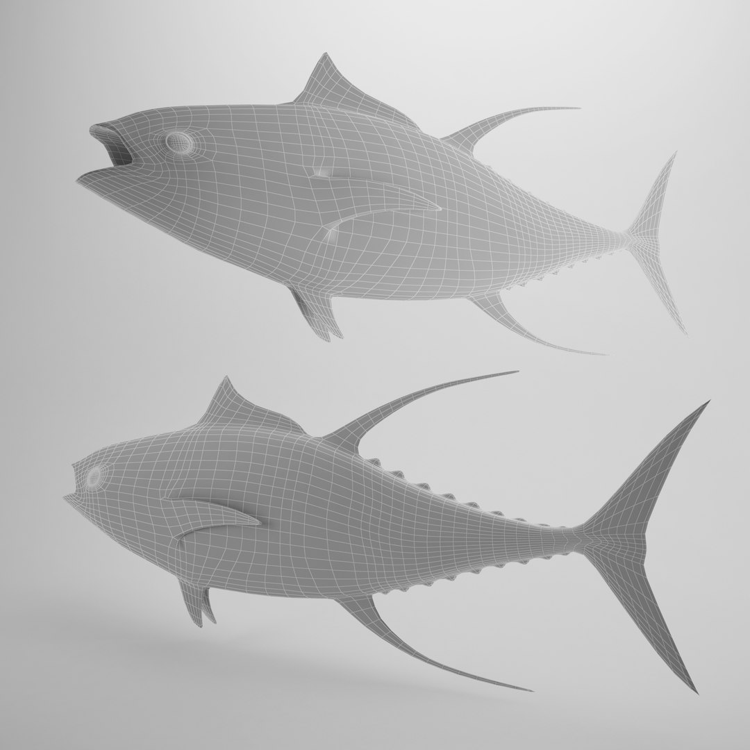 Tuna 3d Model