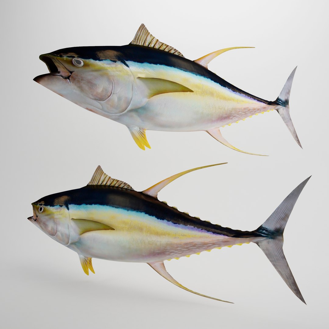 Tuna 3d Model