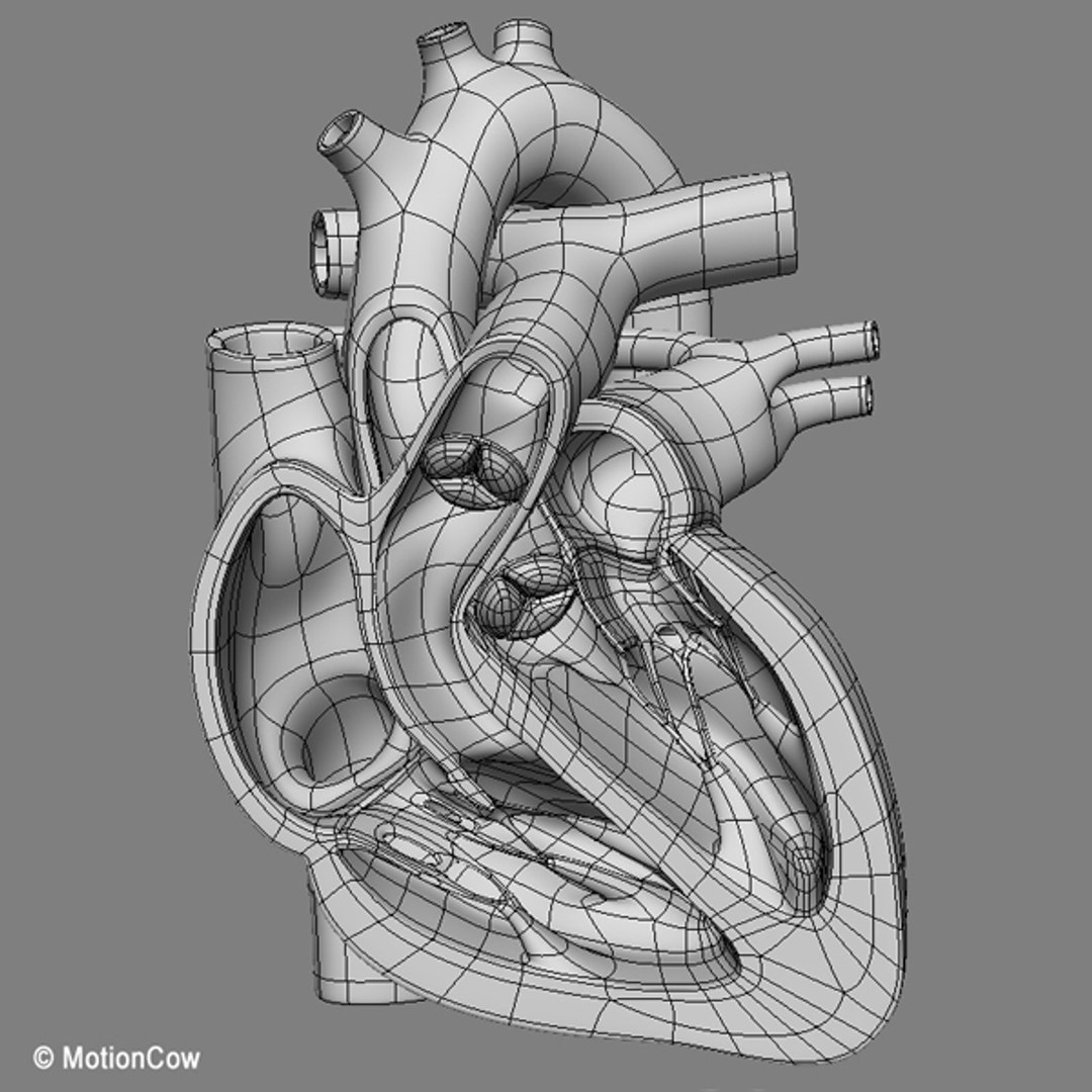 3d Model Human Heart