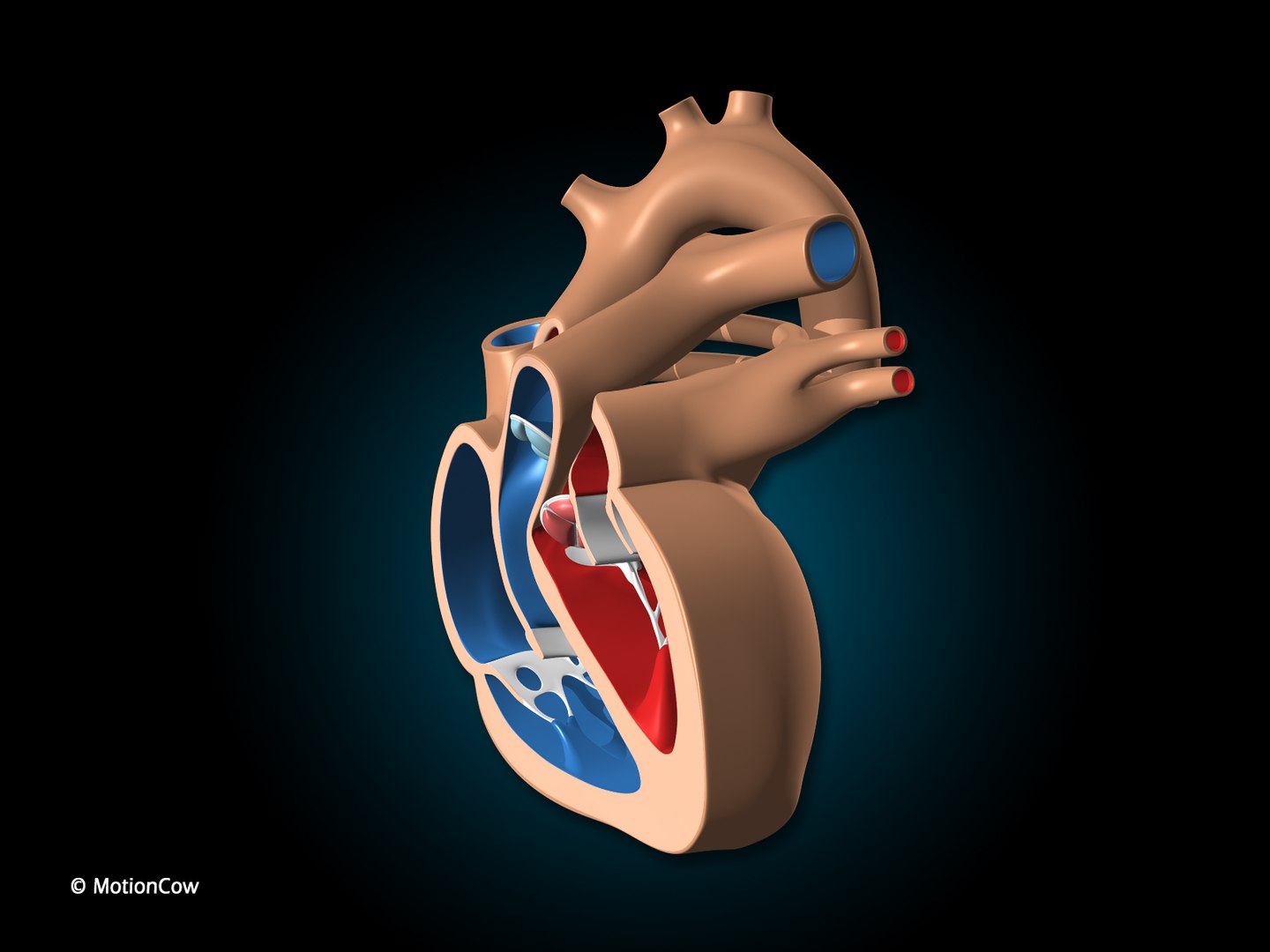 3d Model Human Heart