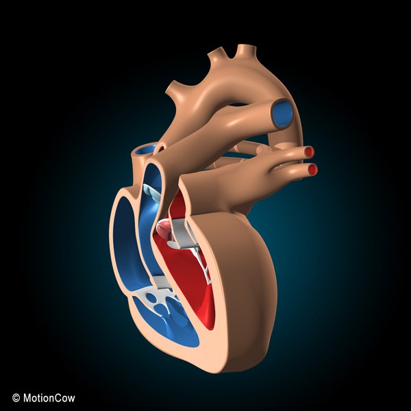 3d model human heart