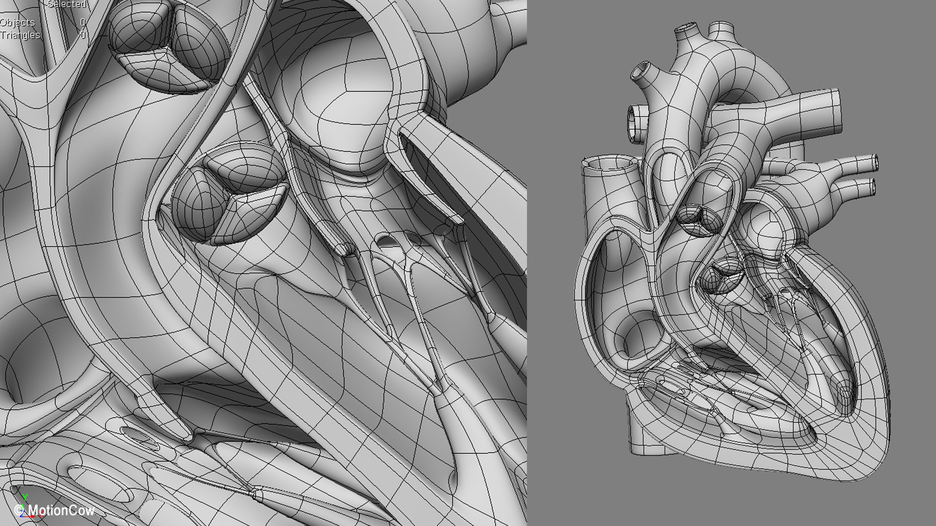 3d Model Human Heart