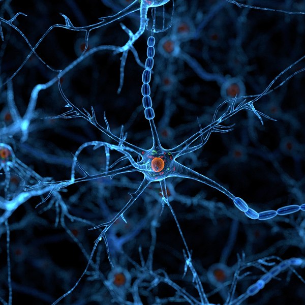 Free Neuron 3D Models for Download | TurboSquid