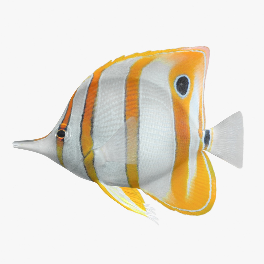 Saltwater fish animation model - TurboSquid 1514298