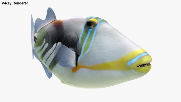 Saltwater fish animation model - TurboSquid 1514298